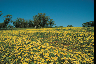 "Capeweed (Arctotheca calendula), a weed of cultivation, pastures, lawn"